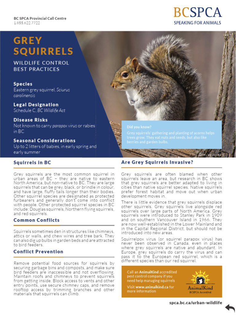 best-practices-squirrels | PDF