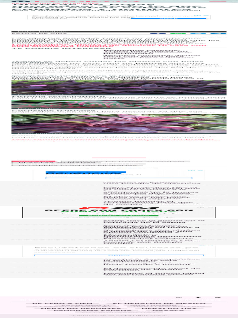 Plantas de Hojas Moradas Todo Lo Que Debes Saber Sobre Sus Cuidados y Nombres Panorama | PDF