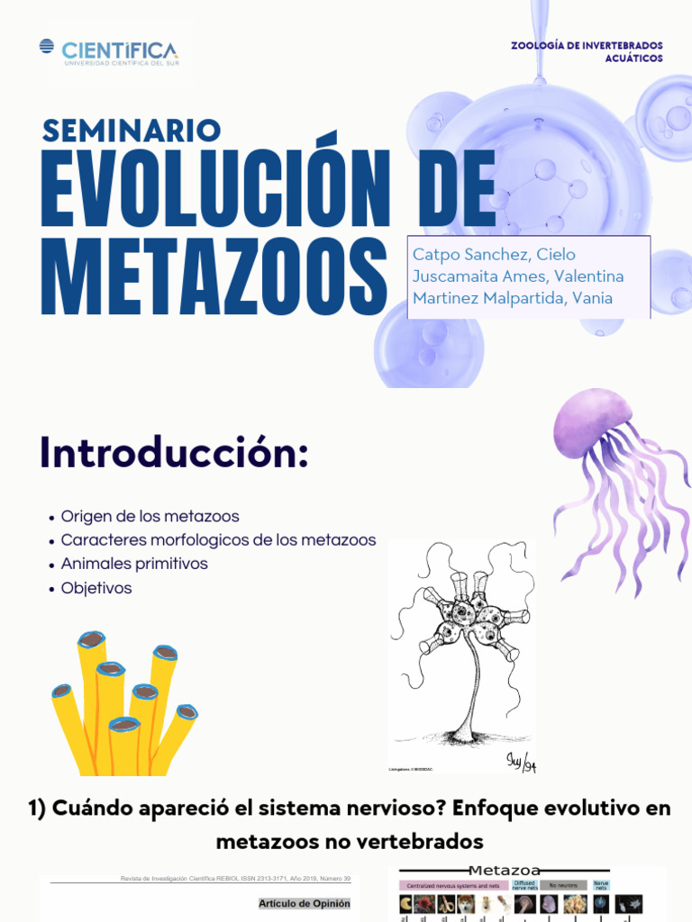 EVOLUCIÓN DE METAZOOS PPT - de - ZIA | PDF | Evolución | Biología