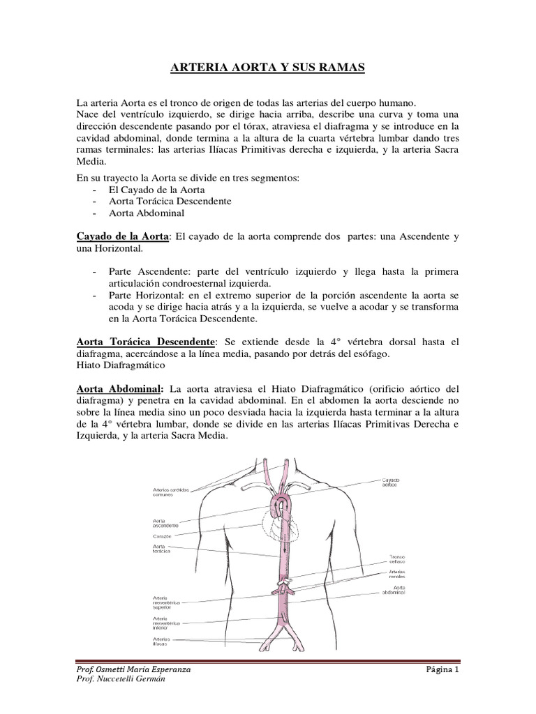 2 - Arteria Aorta y Sus Ramas | PDF | Aorta | Abdomen