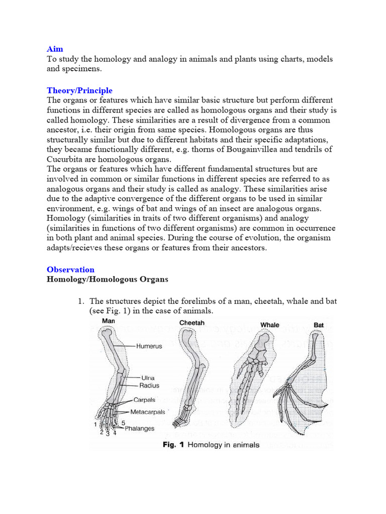 Analogy Ad Homology | PDF | Homology (Biology) | Biological Evolution