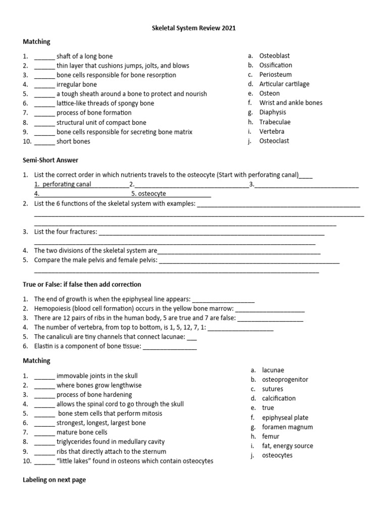 Exam Review 2021 Skeletal System Unit 6 | PDF | Bone | Tissue (Biology)