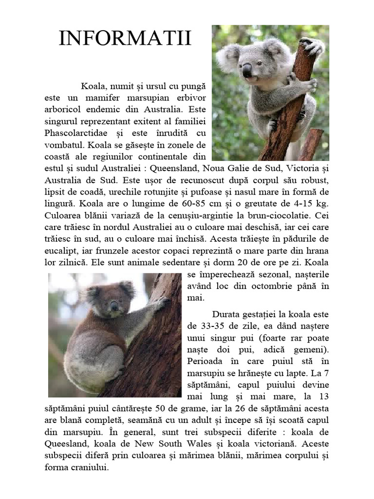KOALA | PDF