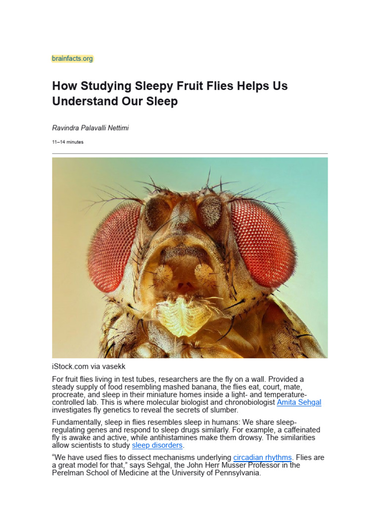 Sleepy Flies 2023 BrainFacts | PDF | Sleep | Circadian Rhythm