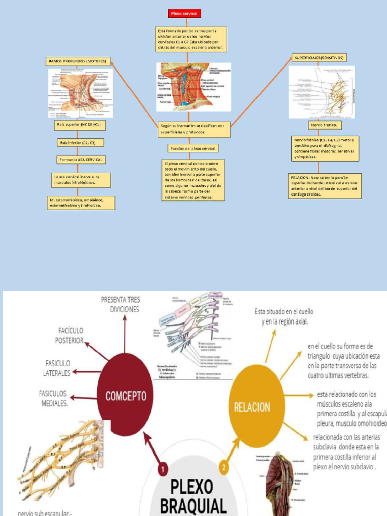 Mapa Mental Plexo Cervical y Braquial | PDF