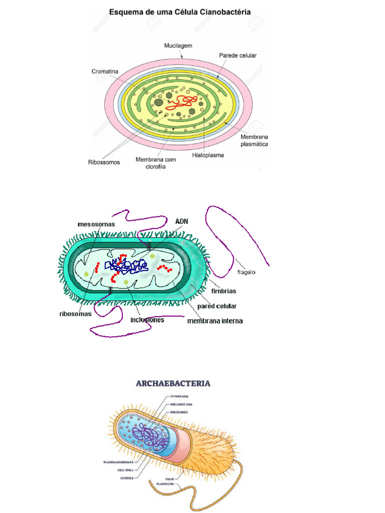 Esquemas Bacterias | PDF