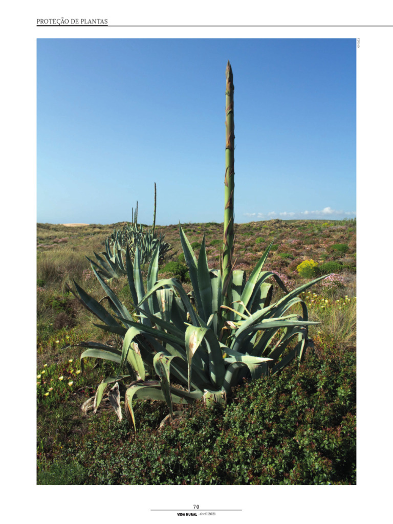 O Escaravelho Do Agave | PDF