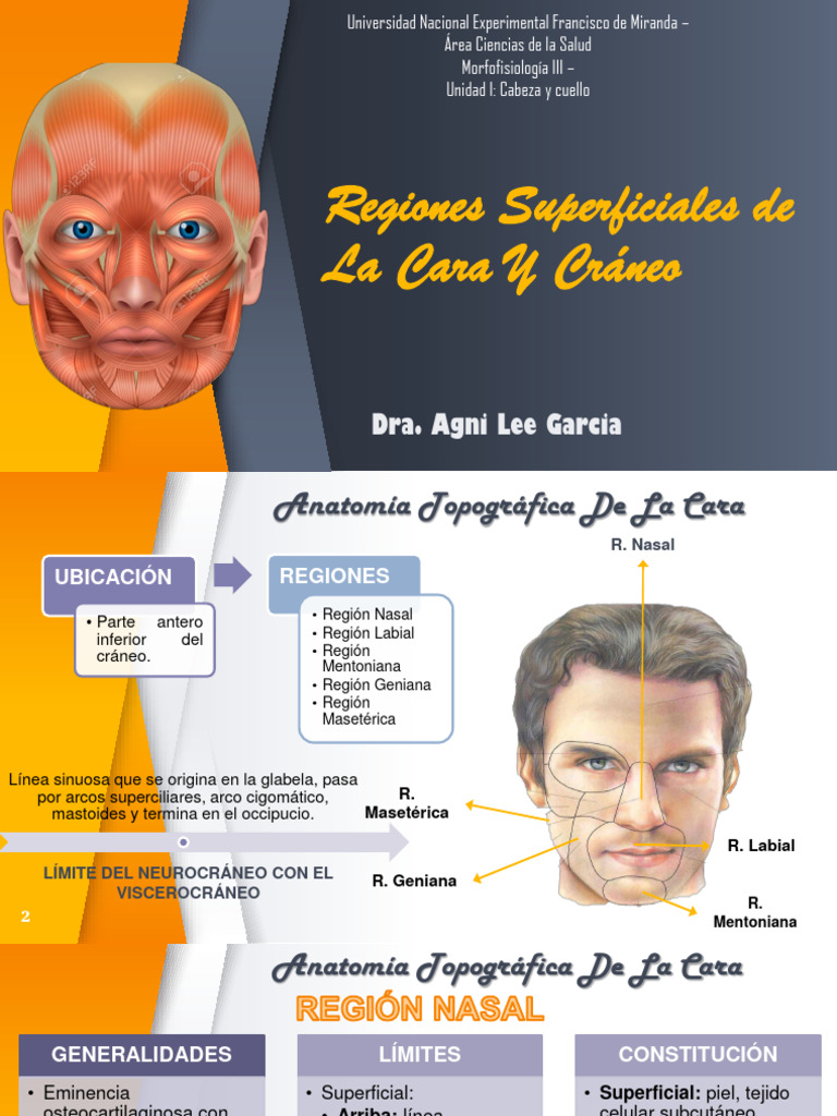 Regiones Superficiales de La Cara y Cráneo Modificado | PDF | Nariz ...