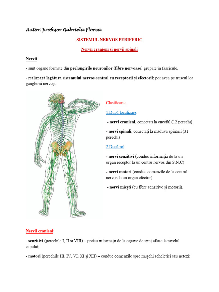 Sistemul Nervos Periferic | PDF