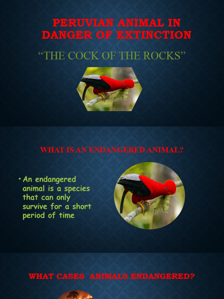 Peruvian Animal in Danger of Extinction - Quimico Rojas | PDF | Science ...