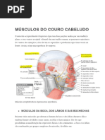 Músculo Orbicular da Boca: Funções e Estética | PDF | Boca | Anatomia