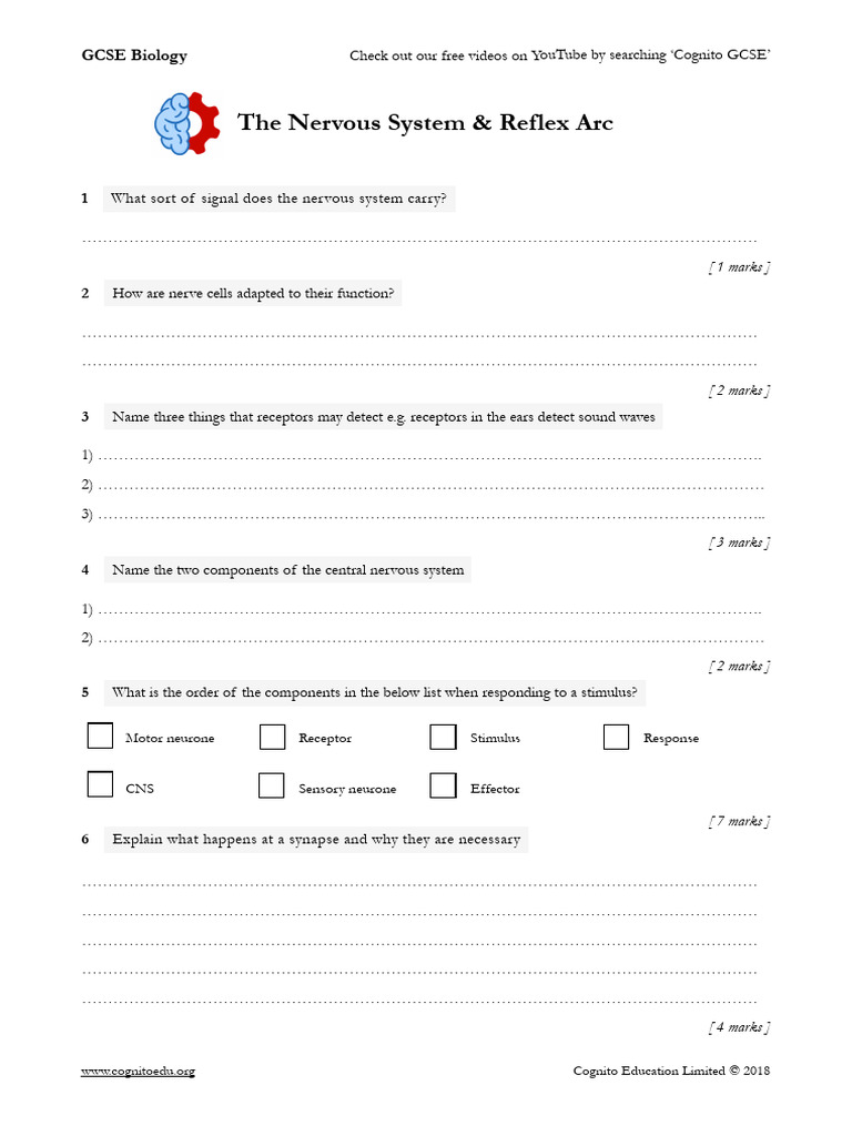 GCSE Biology - The Nervous System - Reflex Arc - Worksheet | PDF ...