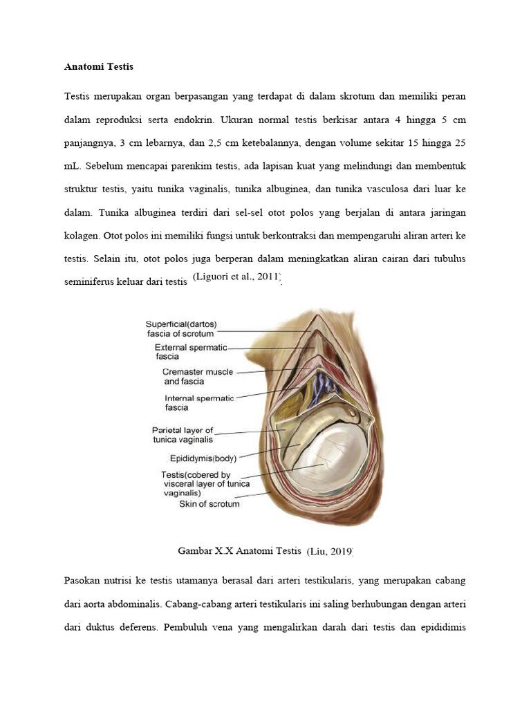 Anatomi Testis | PDF | Ilmu Sosial | Kesehatan Holistik
