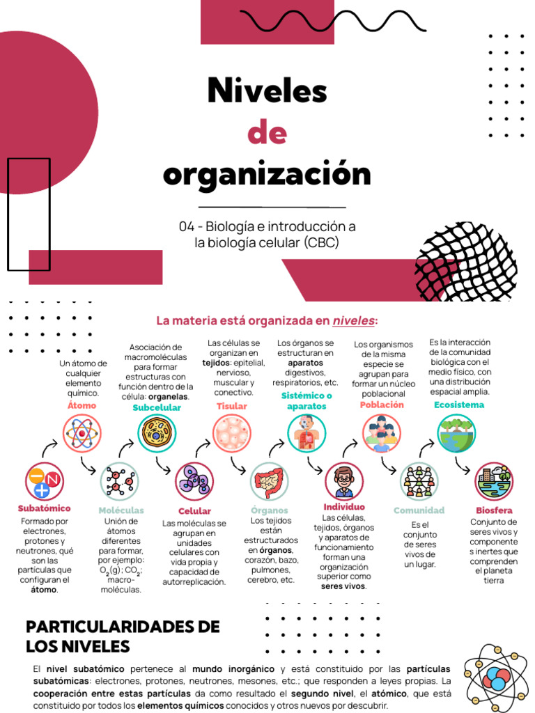Niveles de Organización | PDF | Biología Celular) | Organismos