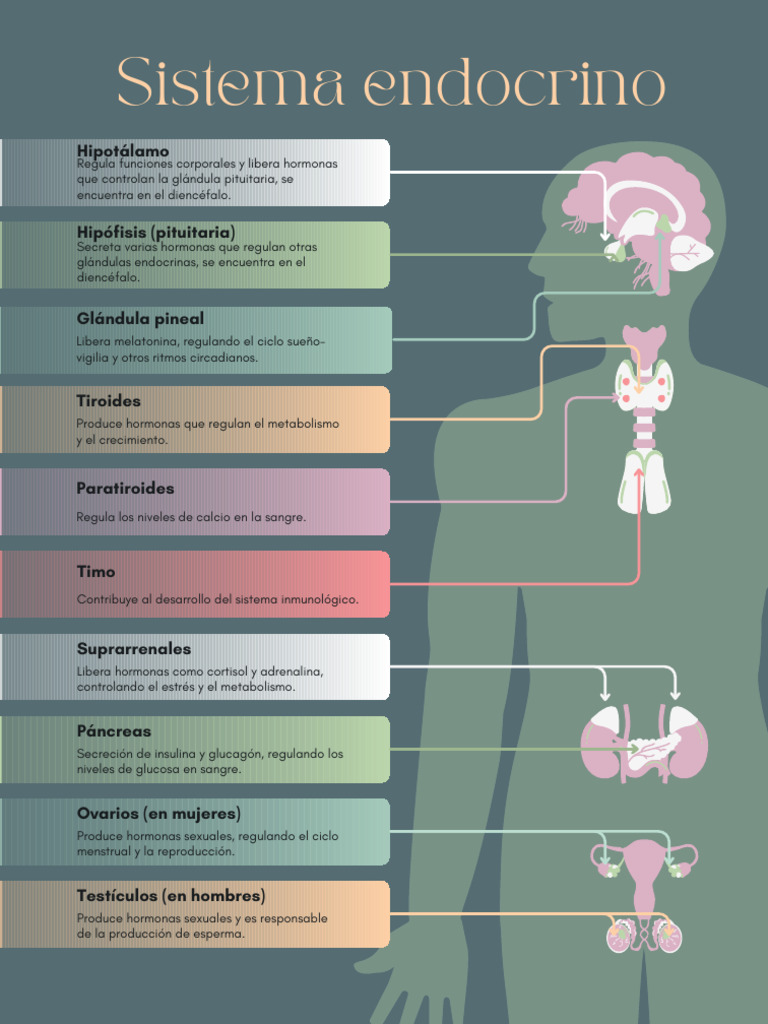 Hormonas Y Funciones Del Sistema Endocrino Pdf Relaciones