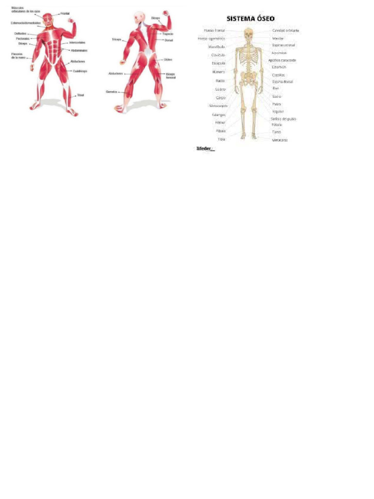 Cuerpo Humano Pdf