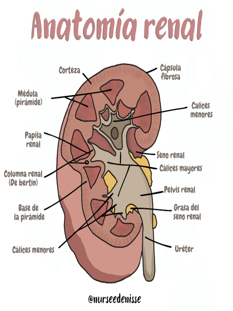 Anatomía Renal | PDF