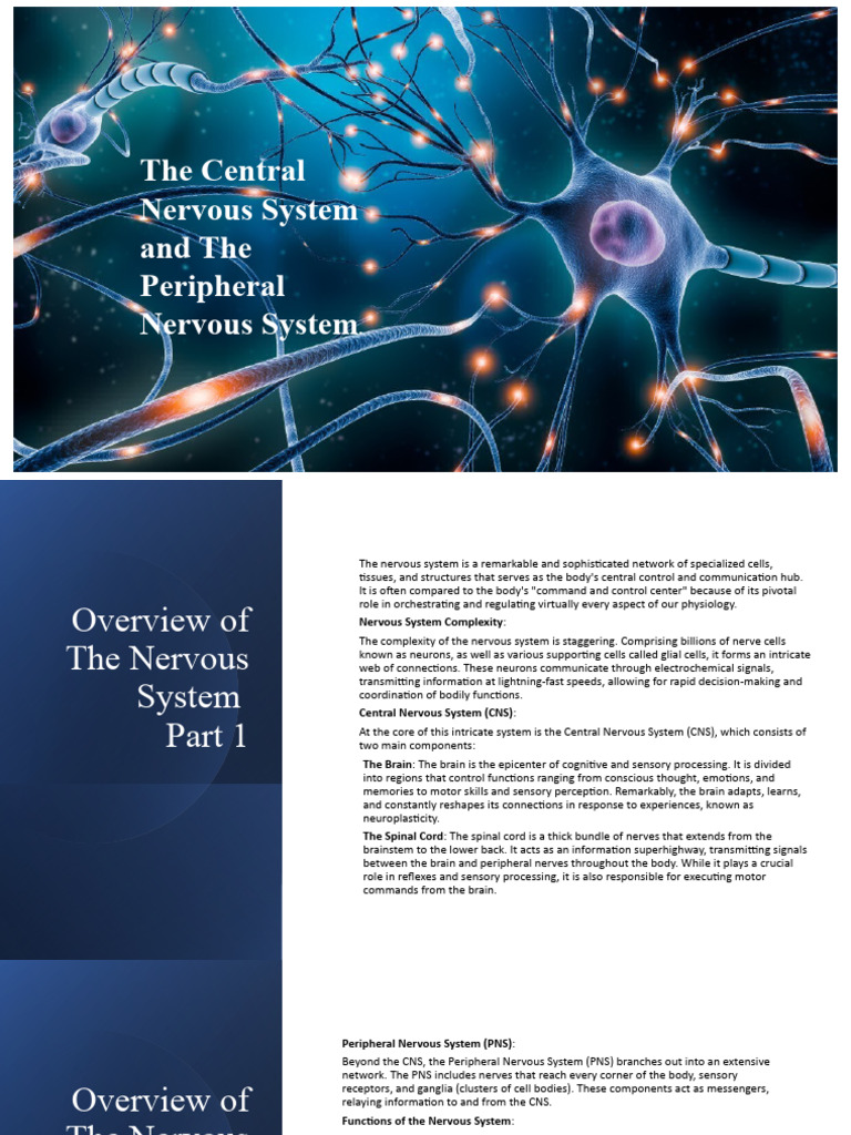 The Cns and The Pns 1 | PDF | Central Nervous System | Nervous System