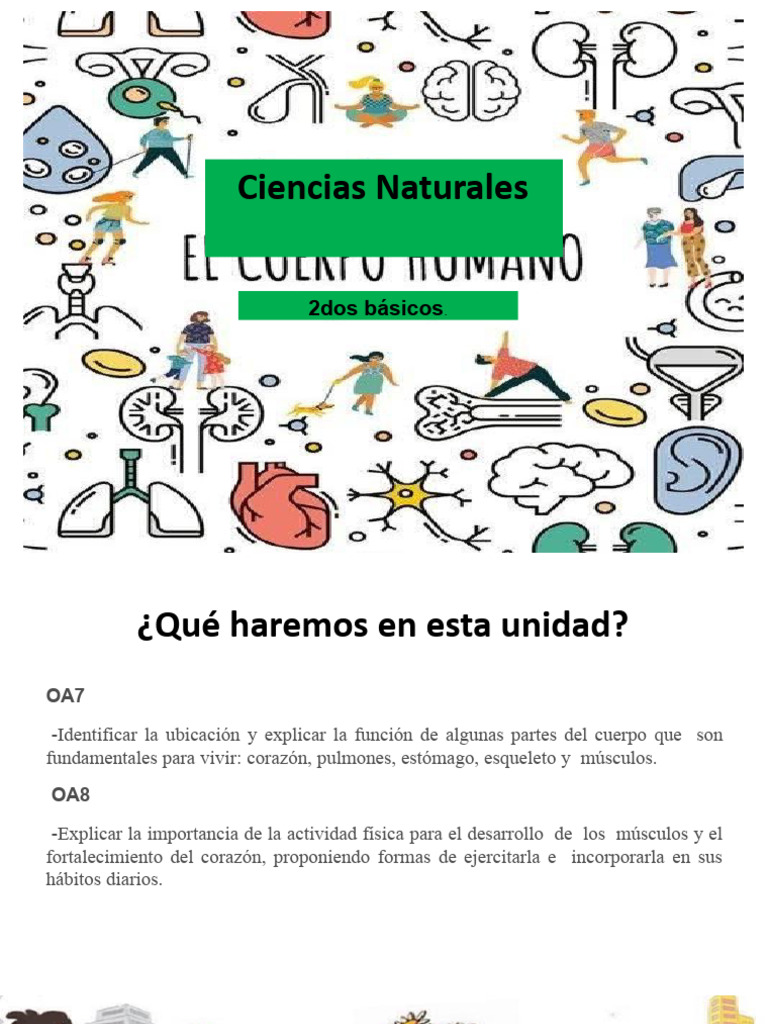 Los Organos Del Cuerpo Humano 2do | PDF | Músculo | Corazón