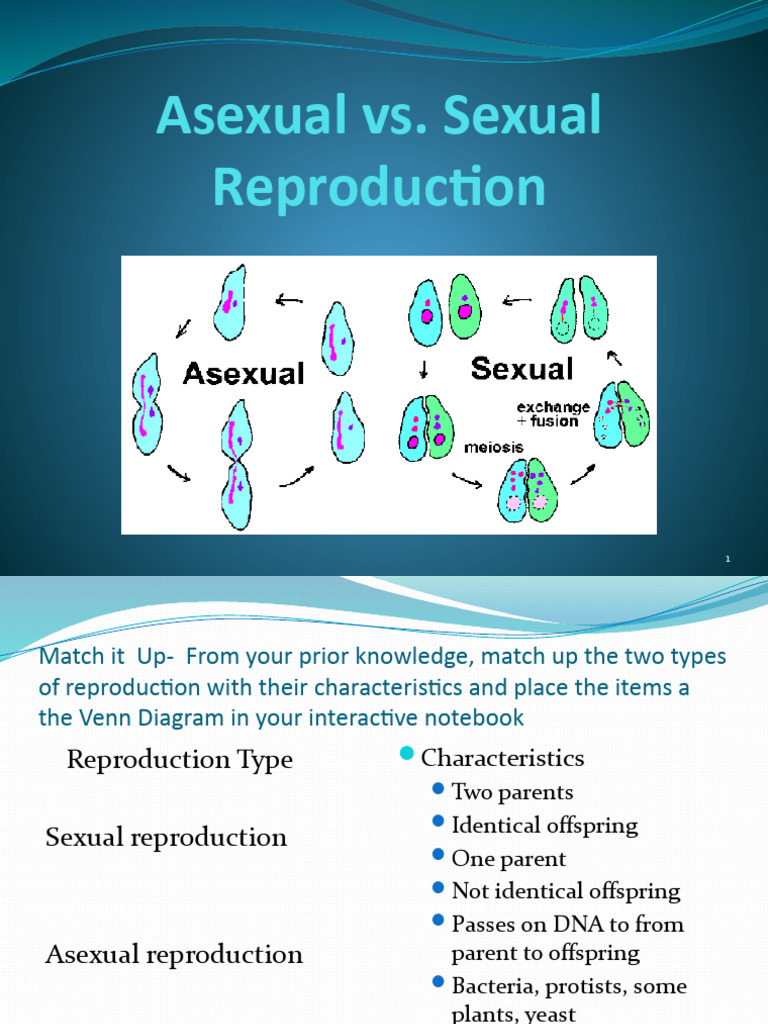 Asexual Vs Sexual Reproduction PowerPoint | PDF | Sexual Reproduction ...