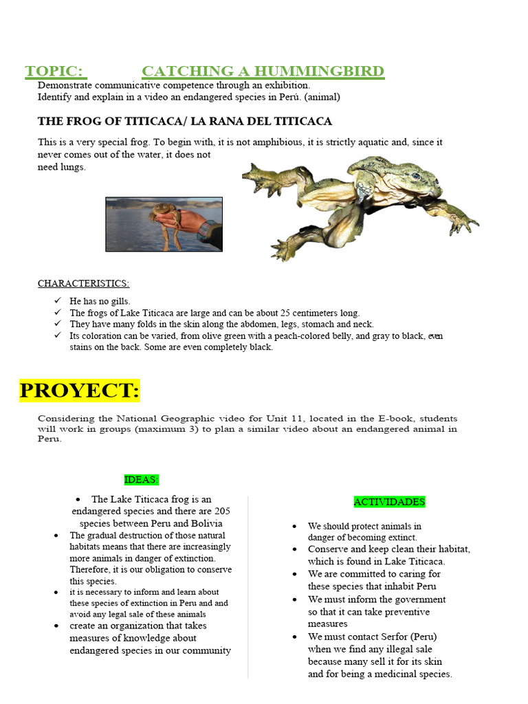 w7 Final Project Ingles | PDF | Frog | Amphibian