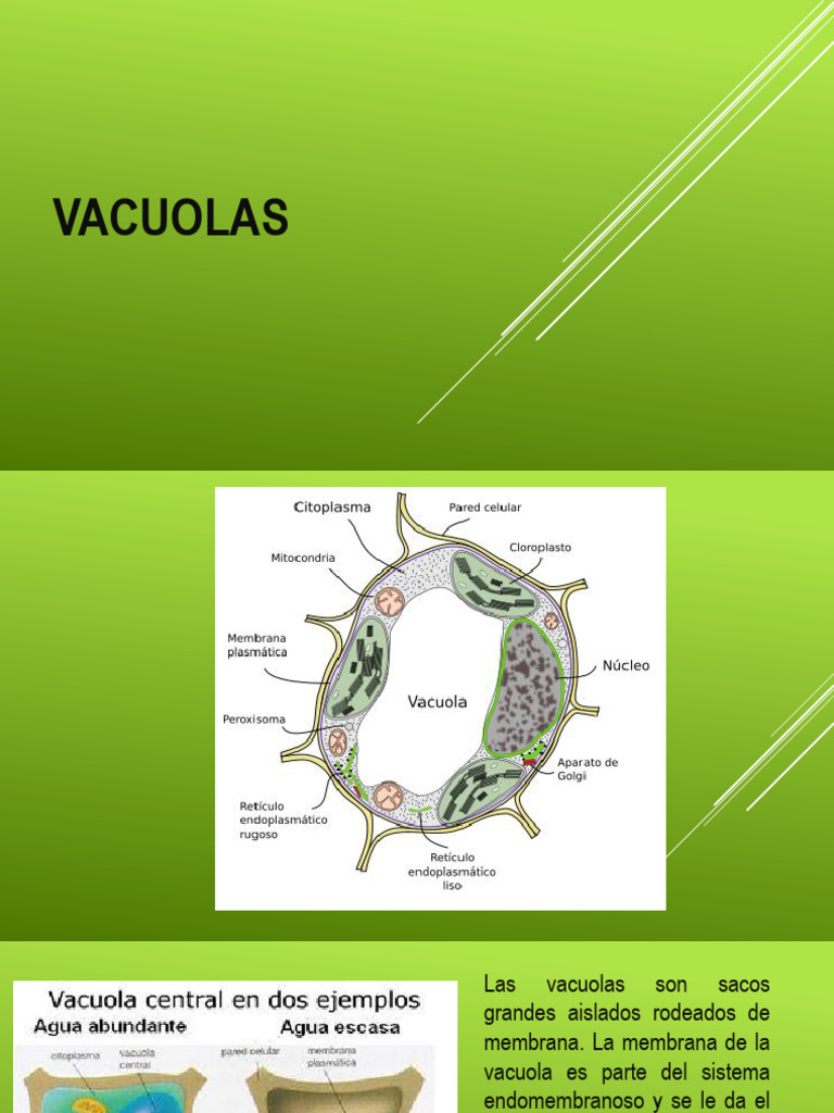 VACUOLAS | PDF | Vacuole | Biología