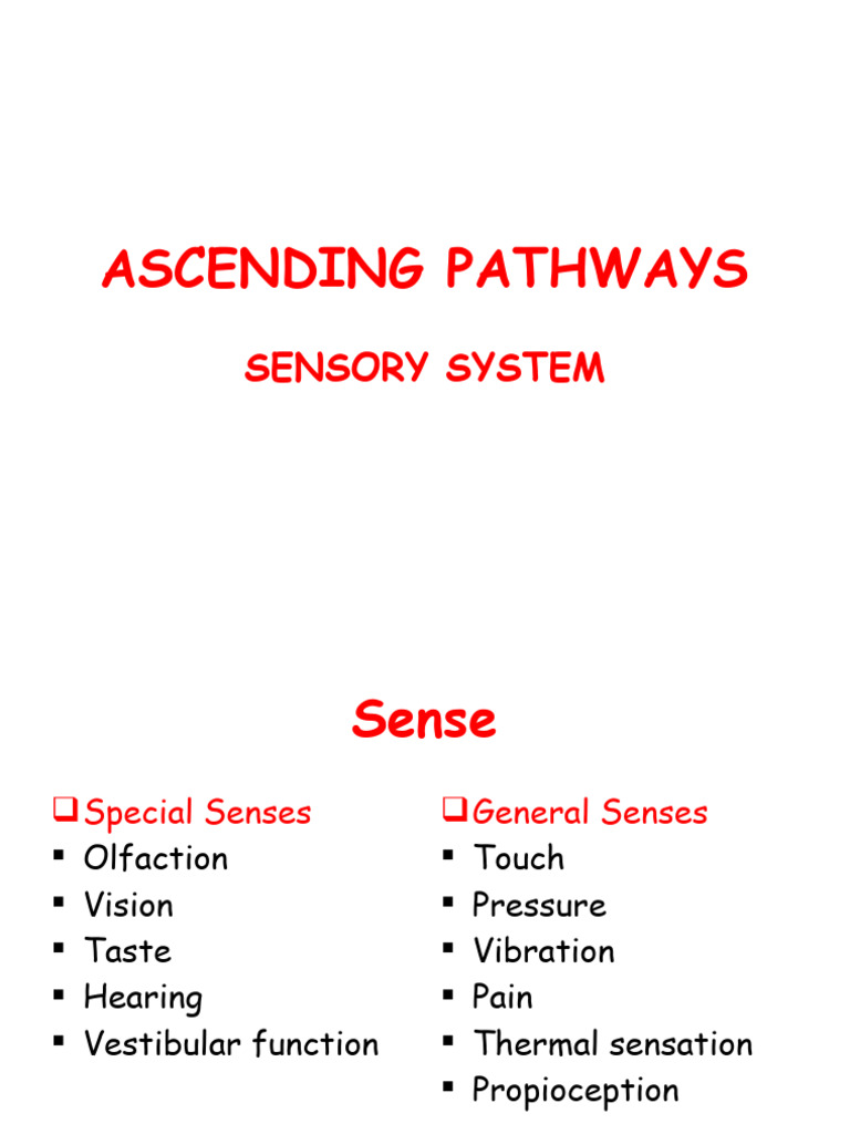 Ascending Pathways | PDF | Spinal Cord | Somatosensory System
