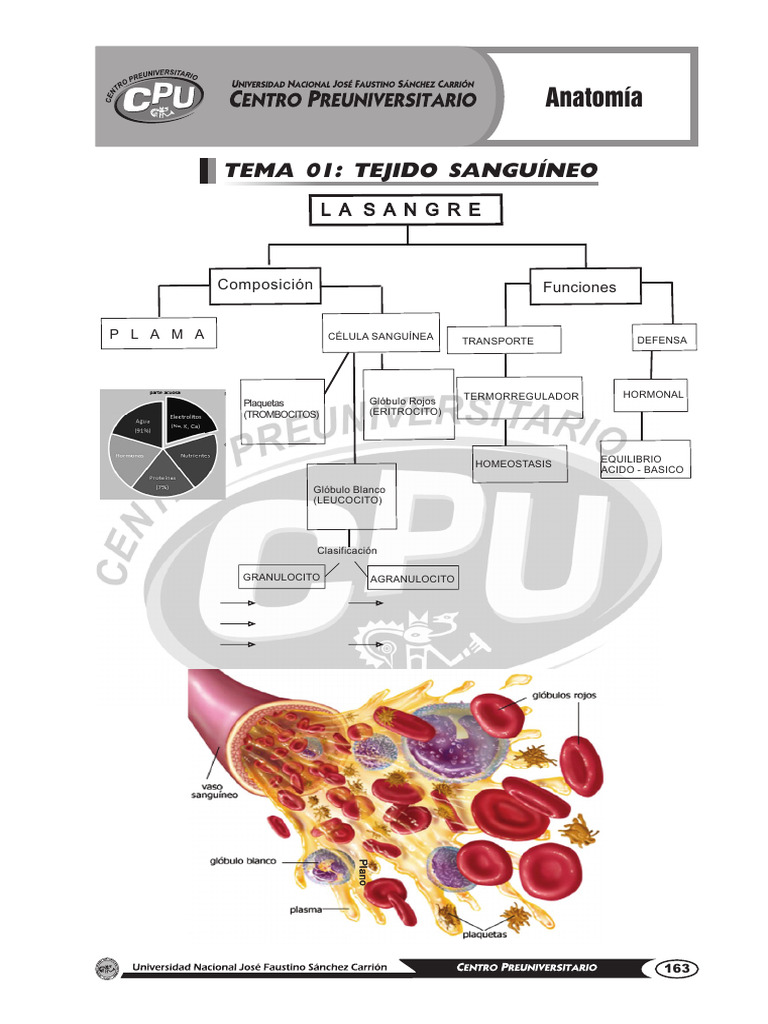 10 Anatomía 2024 I Pdf Riñón Corazón