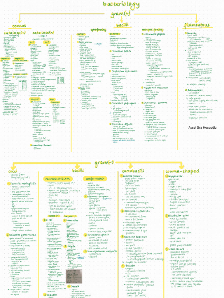 P2 C3 Microbiology - 230118 - 215110 | PDF