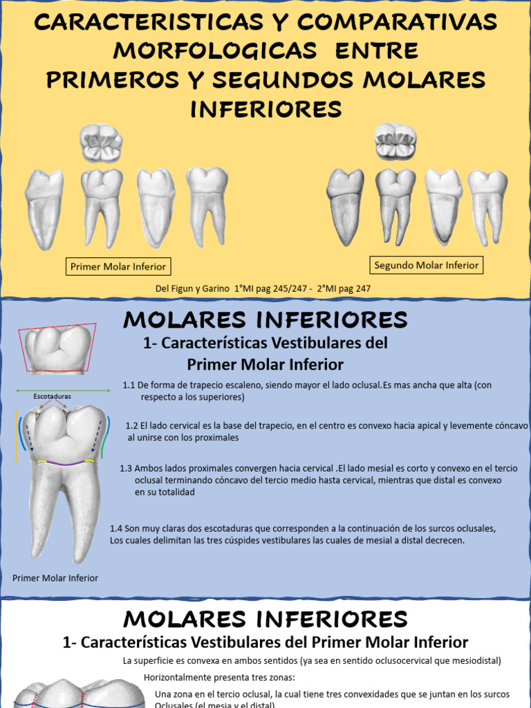 Primer y Segundo Molar Inferior | PDF