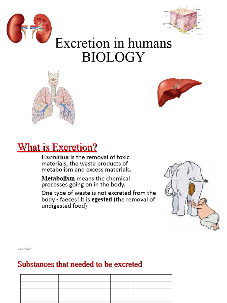 Excretion in Humans Igcse | PDF