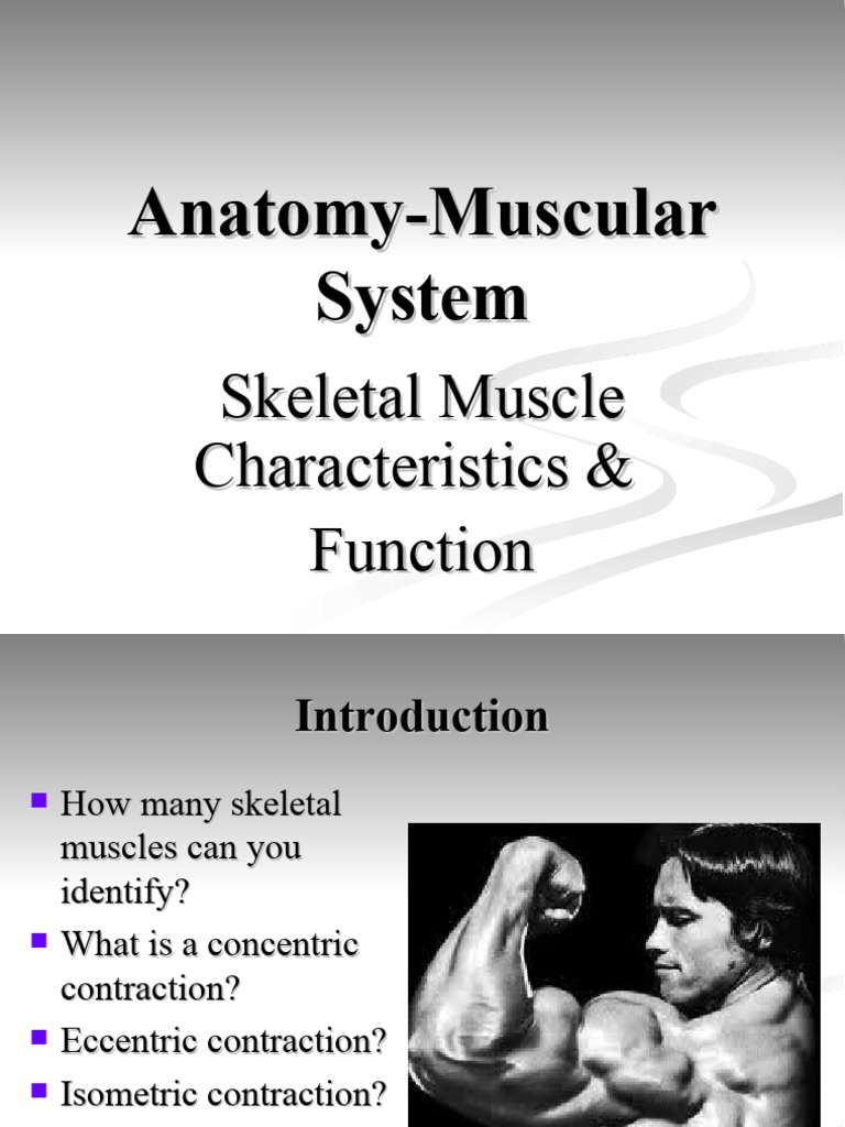 Anatomy L7C PP | Download Free PDF | Human Leg | Anatomical Terms Of Motion