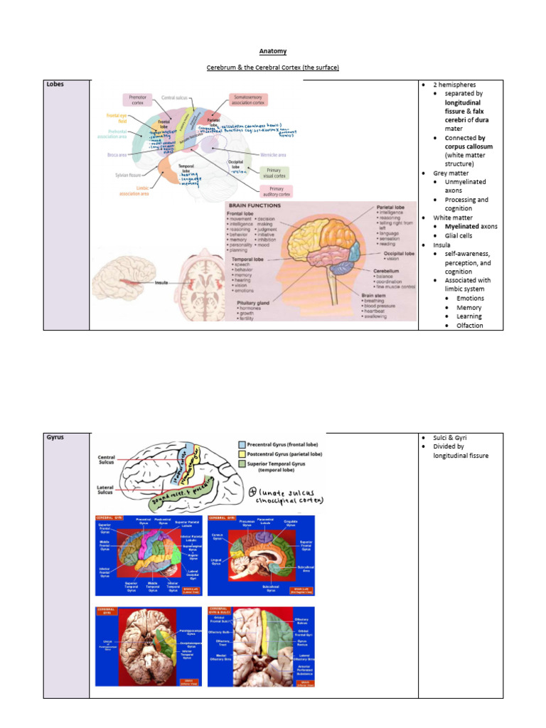 CNS Notes | PDF | Parietal Lobe | Cerebrospinal Fluid