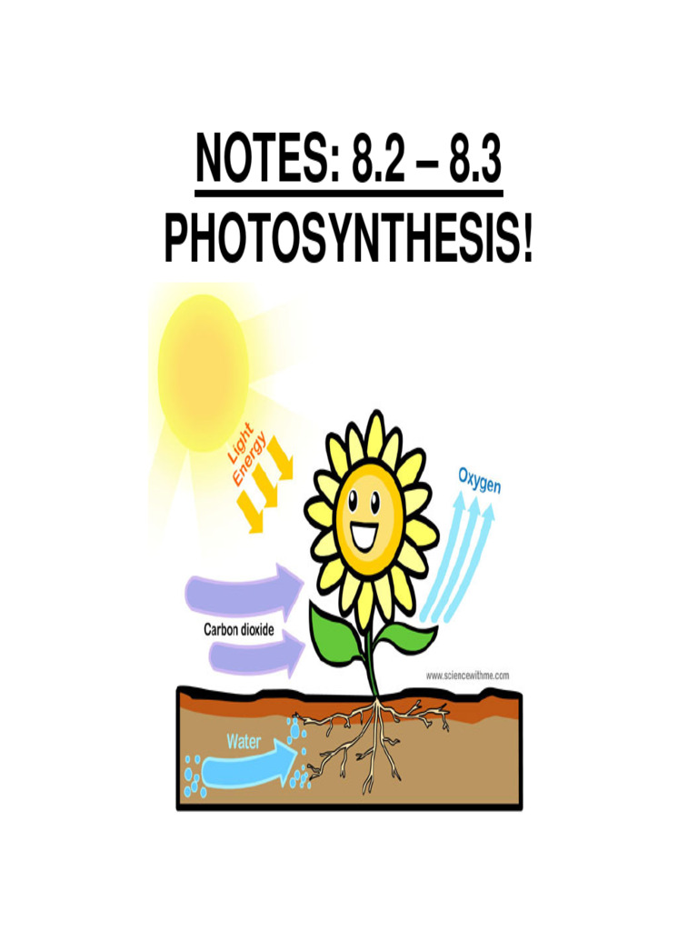 Photosynthesis Overview | PDF | Photosynthesis | Chloroplast