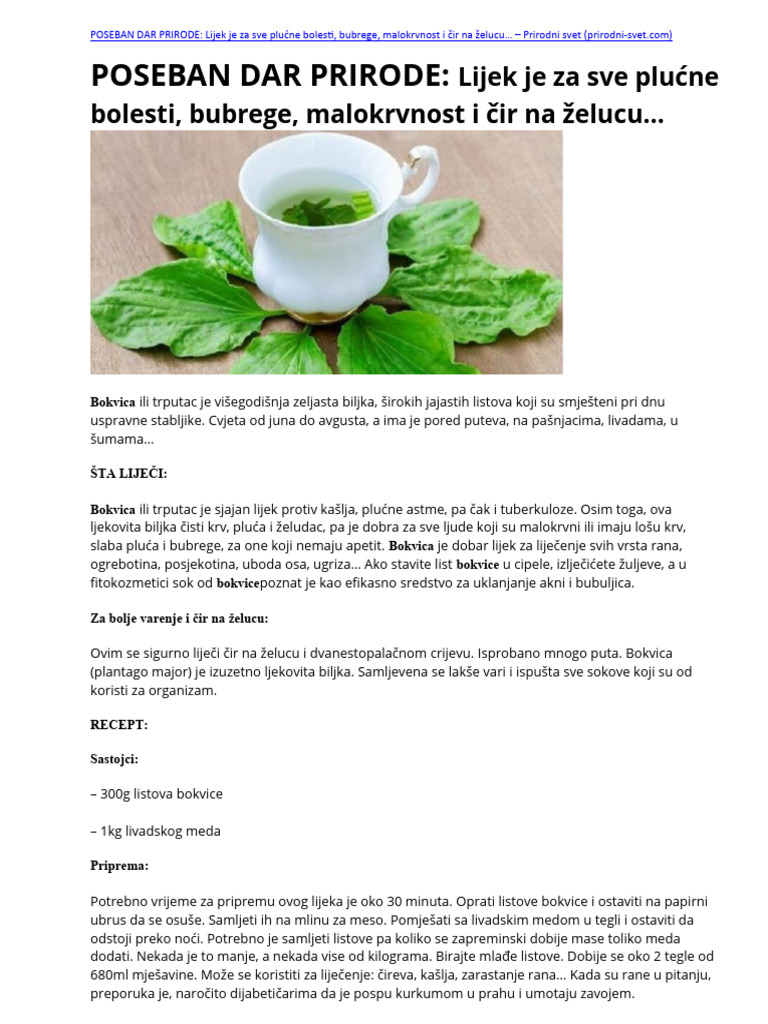 Bokvica - Lijek Je Za Sve Plućne Bolesti, Bubrege, Malokrvnost I Čir Na ...