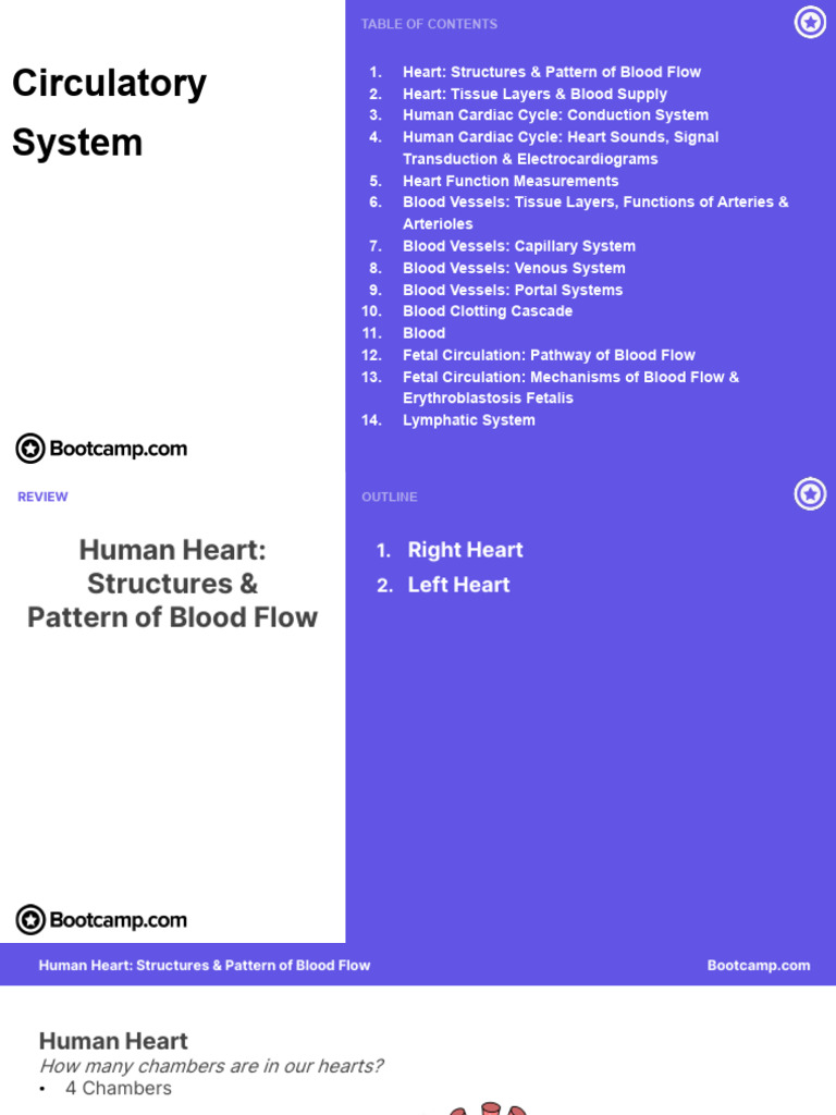 A&P - Circulatory System (AB) | Download Free PDF | Heart Valve | Heart