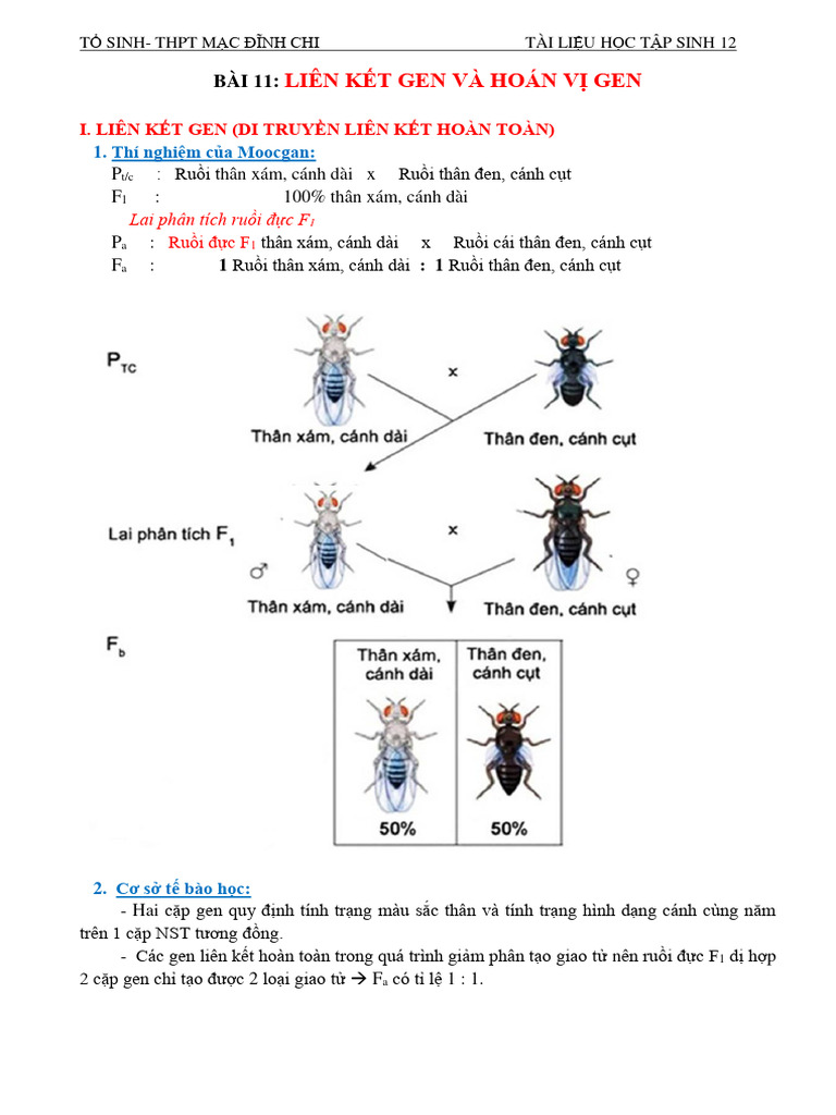 Sinh Bai 11 12 13 K12 | PDF