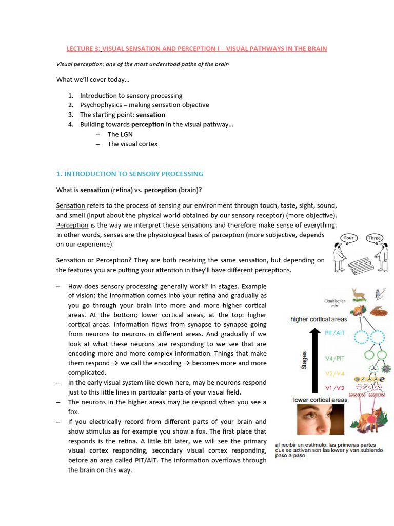 Tema 3 Visual Sensation and Perception | PDF | Perception | Senses