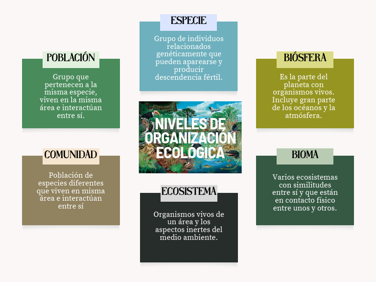 Organizador Visual de los NIVELES DE ORGANIZACION ECOLOGICA | PDF