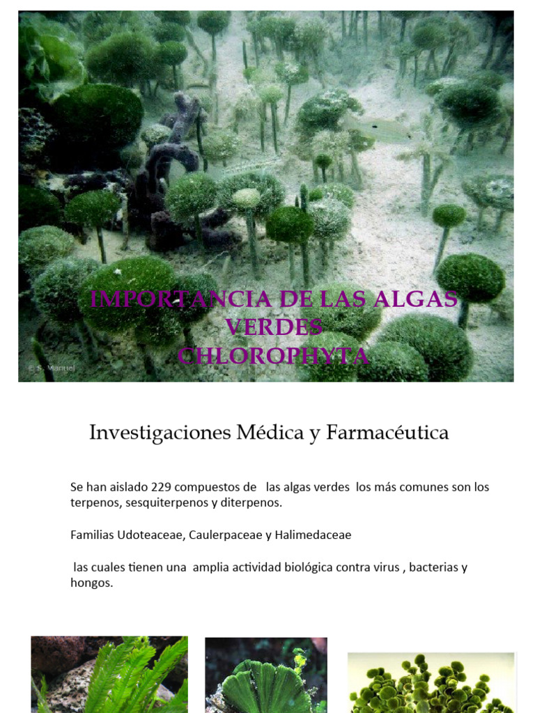 10.3 Importancia de Chlorophyta | PDF | Algas | Agua