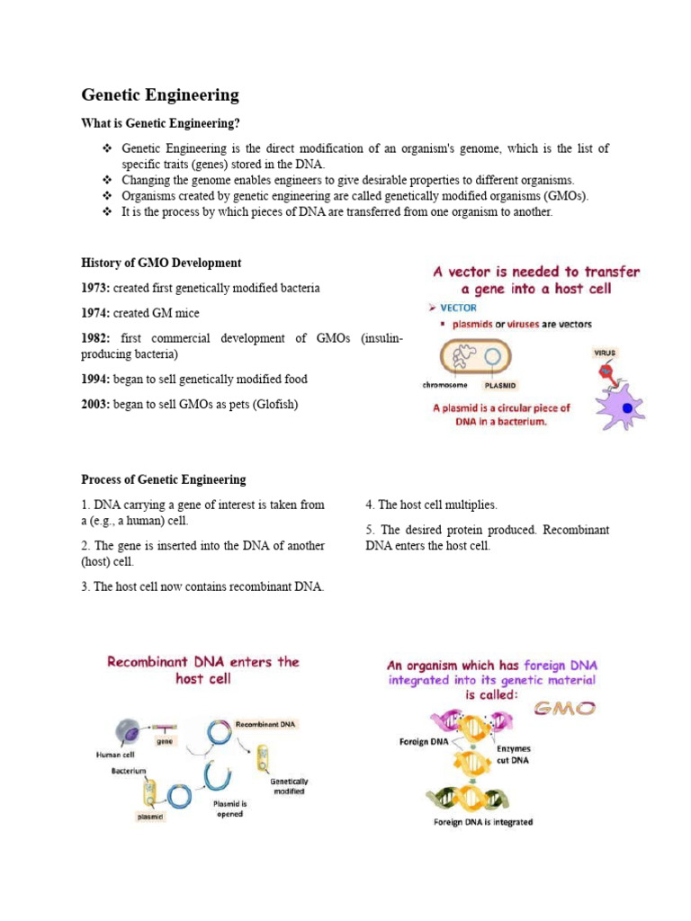 Genetic Engineering | PDF | Genetic Engineering | Genetically Modified ...