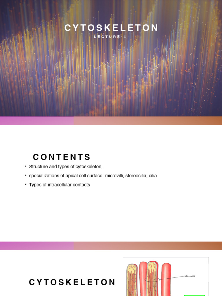 Cytoskeleton - Lec 4 | PDF | Cytoskeleton | Actin