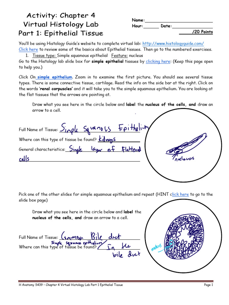 Epithelial Tissue Virtual Lab Guide | PDF | Epithelium | Tissue (Biology)