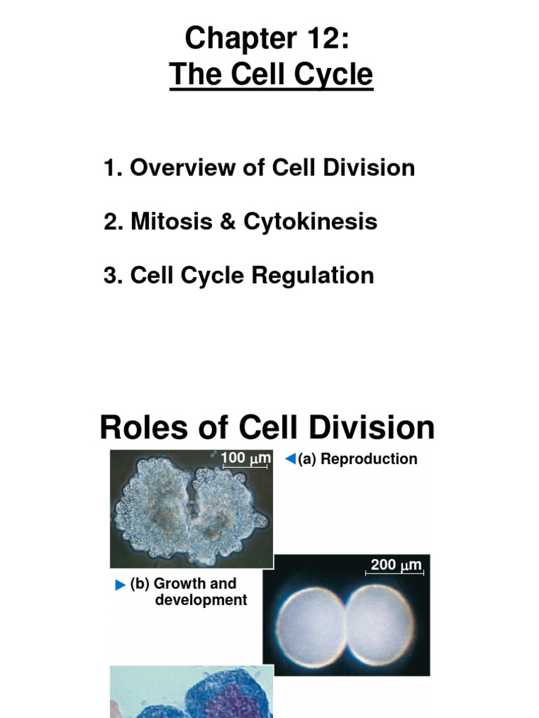 Cell Cycle, Mitosis, Meiosis | PDF | Mitosis | Chromosome