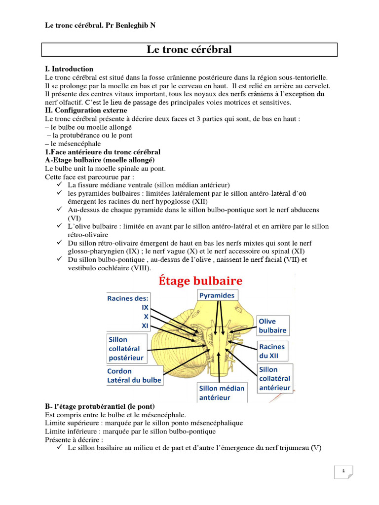 Anatomie du Tronc Cérébral | PDF | Tronc cérébral | Nerf