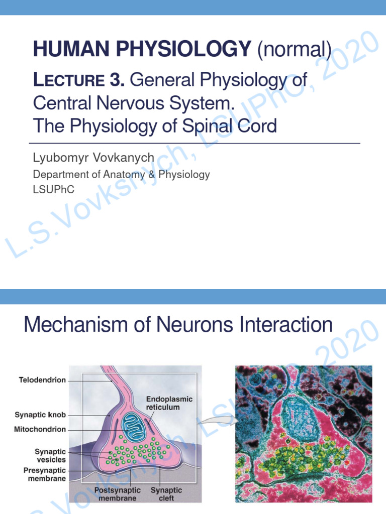 Lecture 3. Physiology of Central Nervous System Spinal Cord | PDF