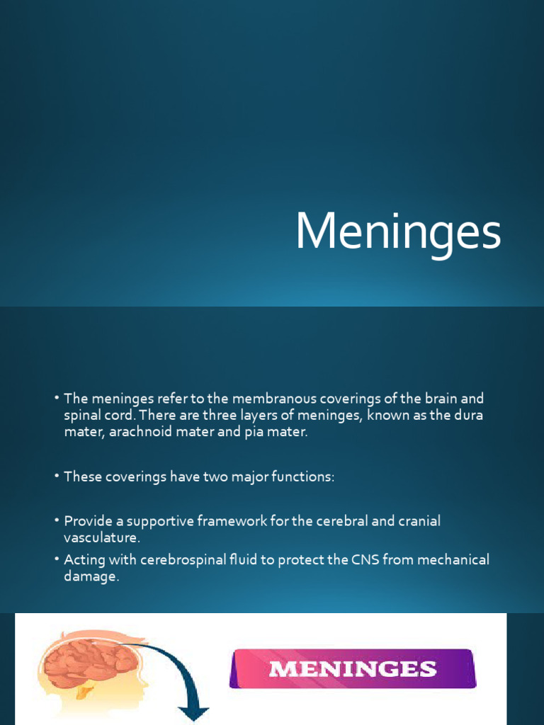 Meninges | PDF | Central Nervous System | Human Anatomy