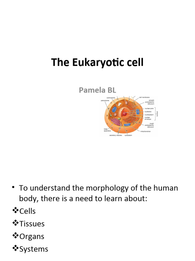 1-The Eukaryotic cell | PDF