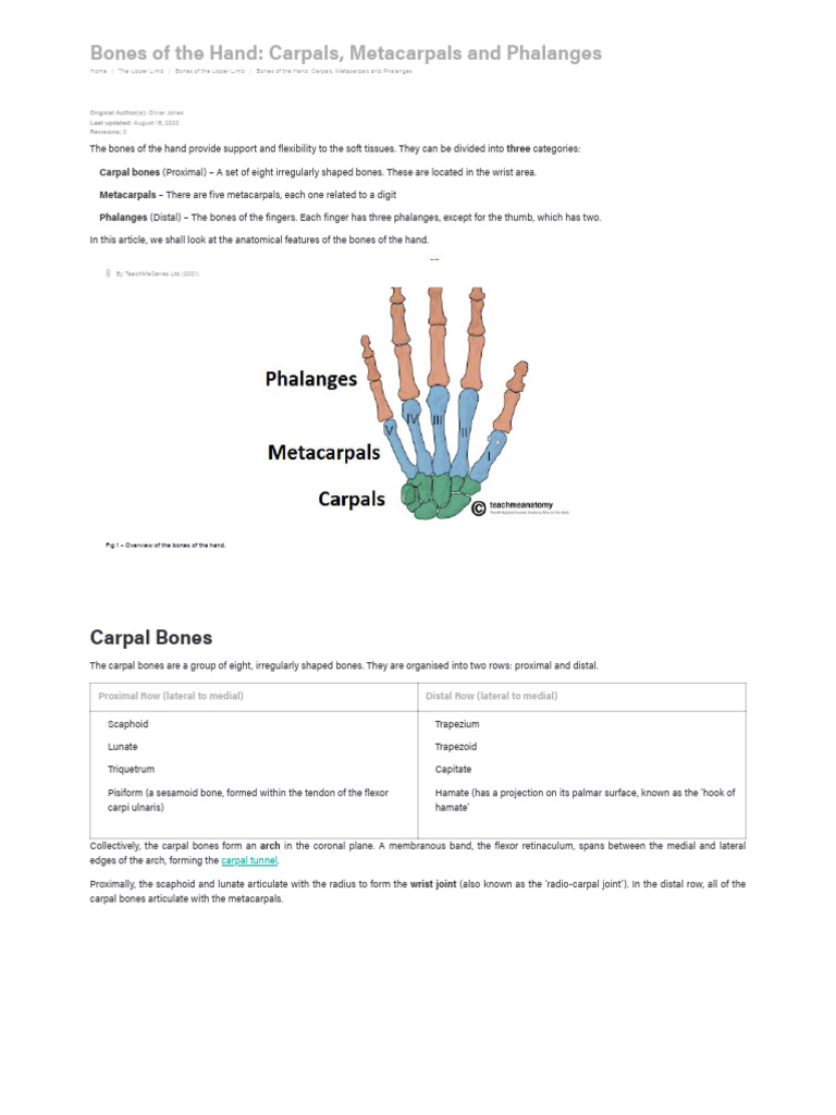 Osteology of the Hand Explained | PDF | Hand | Limbs (Anatomy)