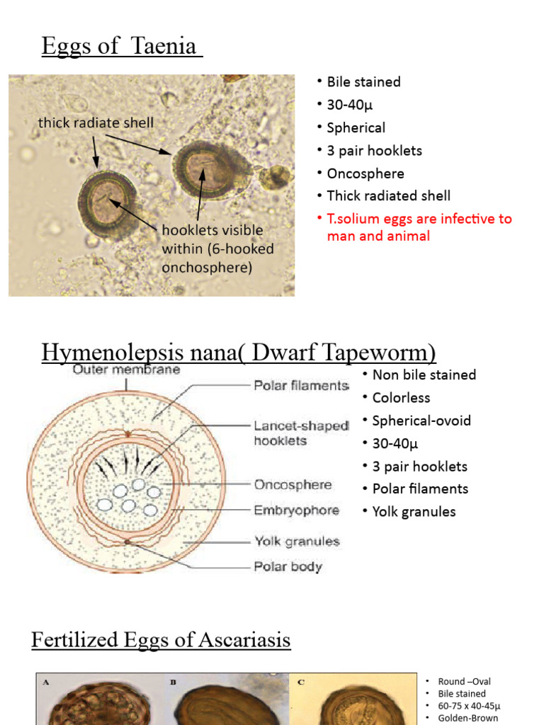 Parasite eggs, microbiology 2nd proff | PDF | Egg | Parasitology